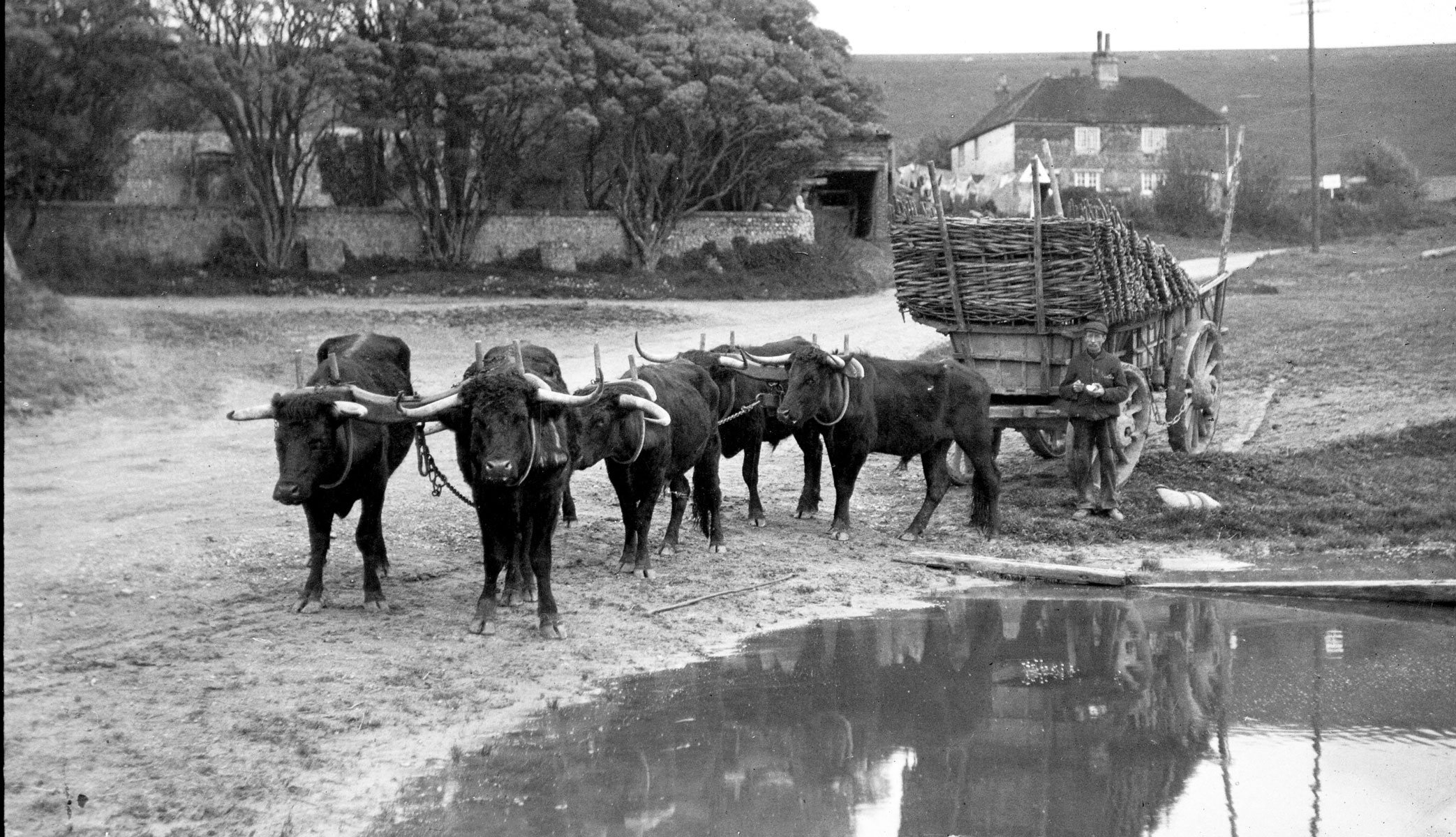 The Final Days of the Working Ox - Farm Collector